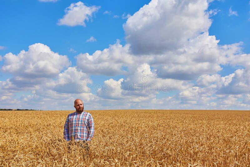 Farmer Standing In A Wheat Field Stock Photo - Image of male, farming ...