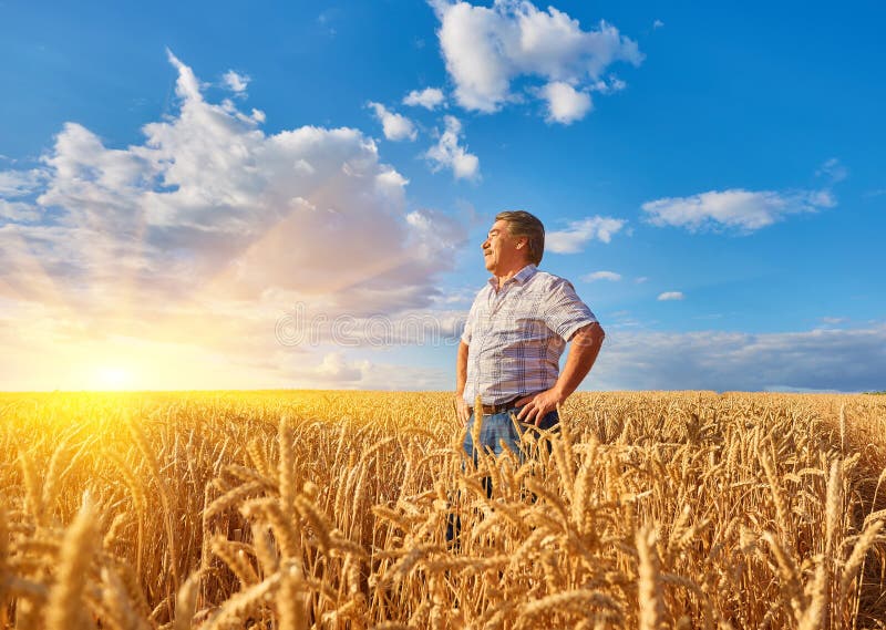 Farmer Standing in a Wheat Field Stock Photo - Image of grain, country ...