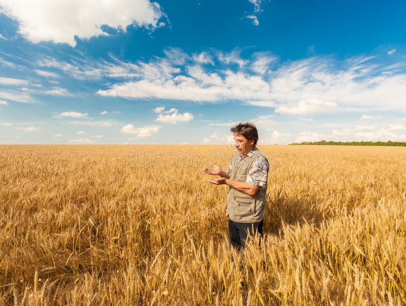 Farmer Standing in a Wheat Field Stock Photo - Image of ground, blue ...