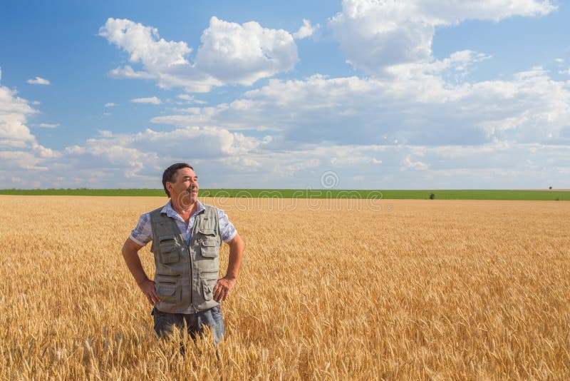 Farmer Standing in a Wheat Field Stock Photo - Image of farming, nature ...