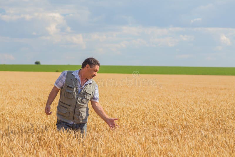 Farmer Standing in a Wheat Field Stock Image - Image of crop, outdoor ...