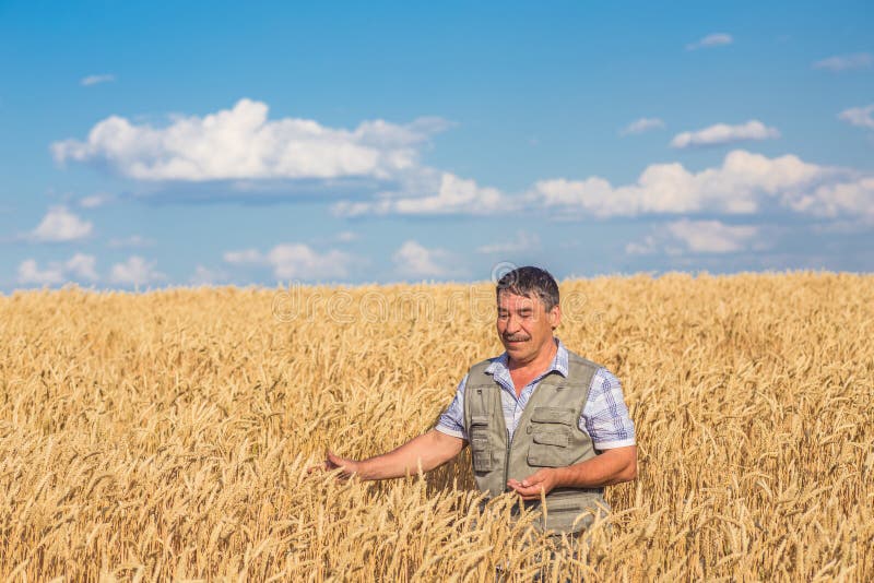 Farmer Standing in a Wheat Field Stock Image - Image of grow ...