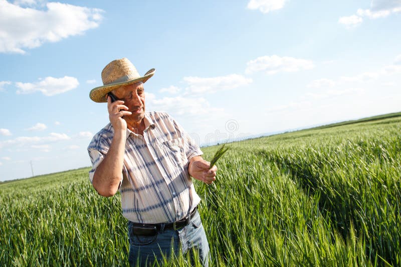 Farmer Standing in a Wheat Field and Talking on Phone Stock Photo ...