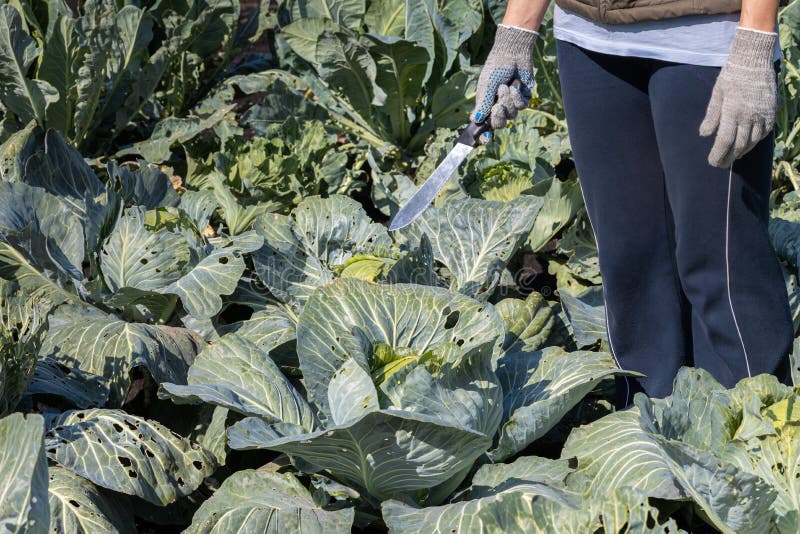 A Farmer Stands in a Field with Cabbage Stock Image - Image of head ...