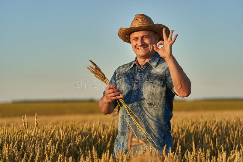 Farmer at Sunset in the Wheat Field at Sunset Stock Photo - Image of ...