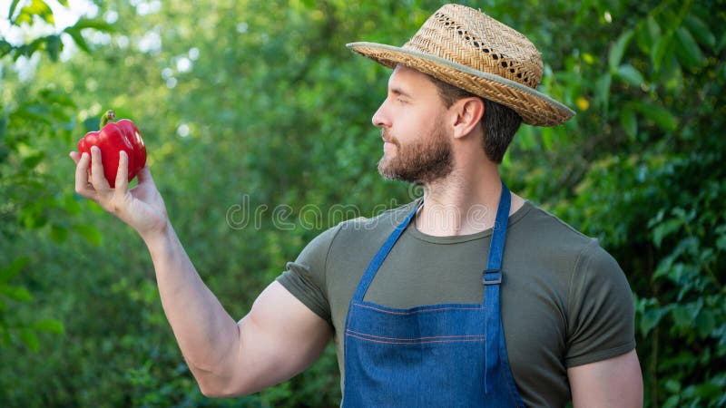 Farmer in Straw Hat with Sweet Pepper Stock Image - Image of agronomy ...
