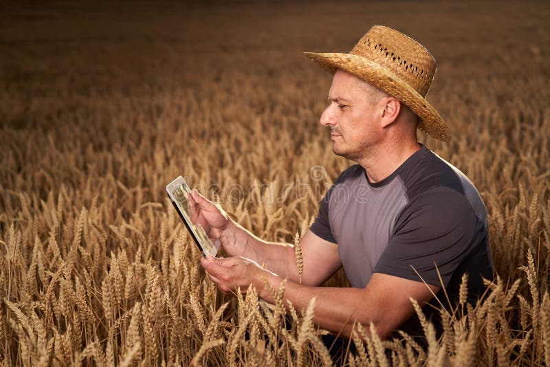Farmer with a Tablet in a Wheat Field Stock Image - Image of field ...