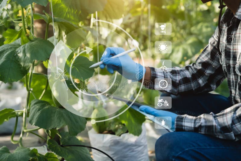 Farmer with Tablet Computer Checking Quality and Freshness of Pumpkin ...