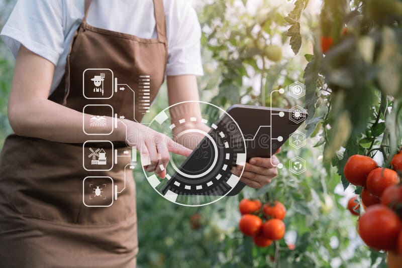 Farmer with Tablet Computer Checking Quality and Freshness of Tomato ...