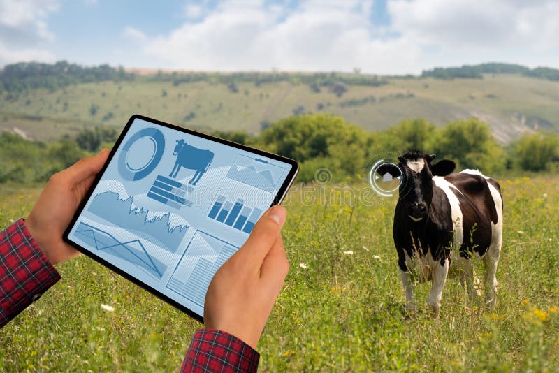 Farmer with Tablet Computer Inspects Cows at a Dairy Farm Stock Image ...