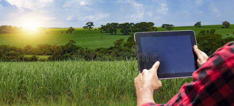 Farmer with Tablet Computer on the Sugar Cane Plantation Field ...