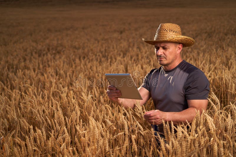 Farmer with a Tablet in a Wheat Field Stock Photo - Image of plant ...