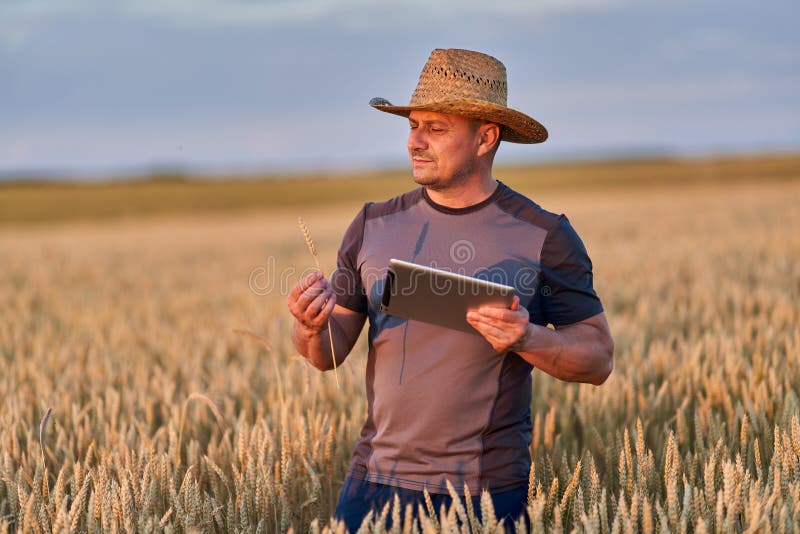 Farmer with a Tablet in a Wheat Field Stock Photo - Image of golden ...