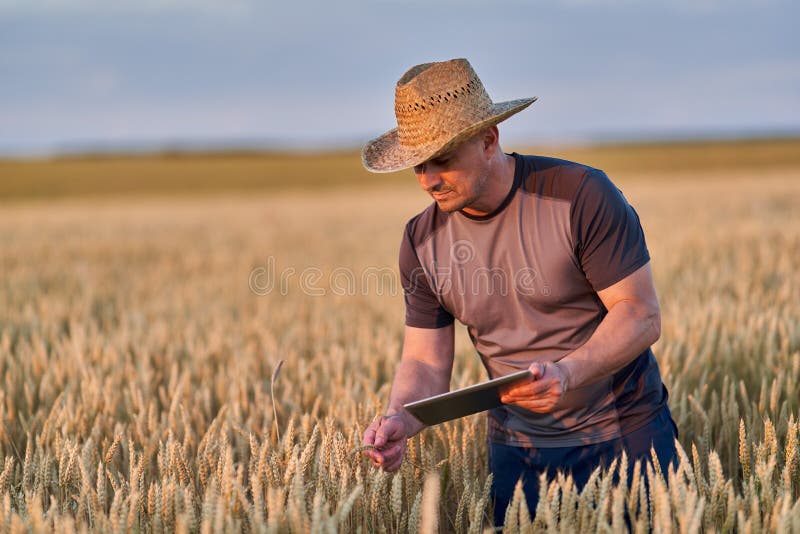 Farmer with a Tablet in a Wheat Field Stock Image - Image of ...