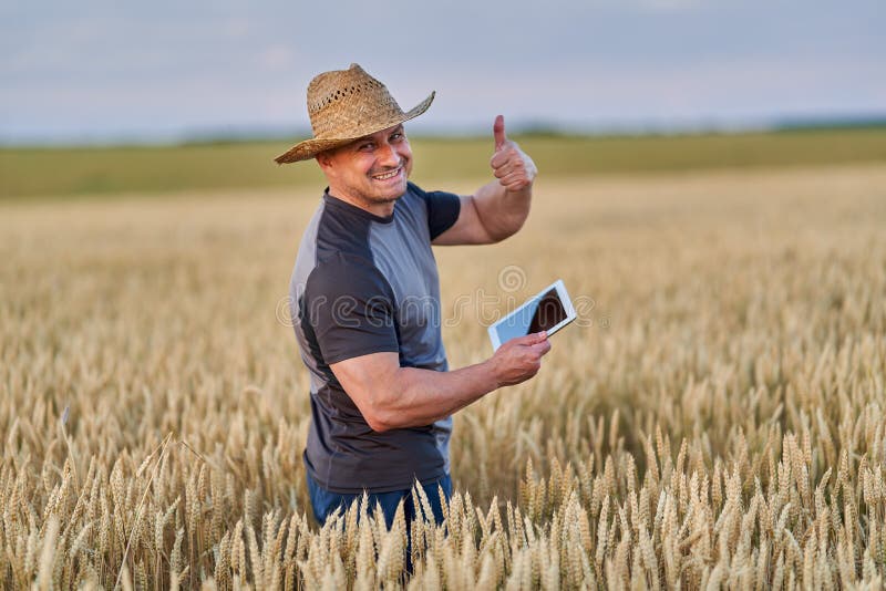 Farmer with a Tablet in a Wheat Field Stock Photo - Image of farm ...