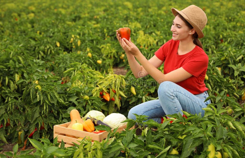 Farmer Taking Bell Pepper from Bush in Field. Harvesting Time Stock ...