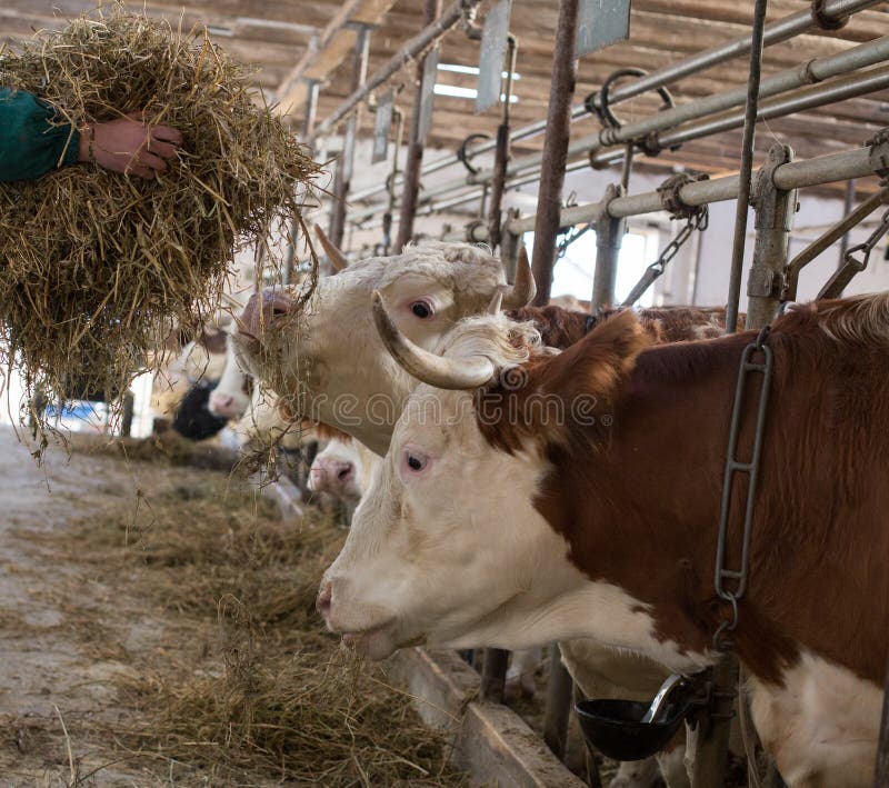 Farmer taking care of cows stock photo. Image of business - 145175746