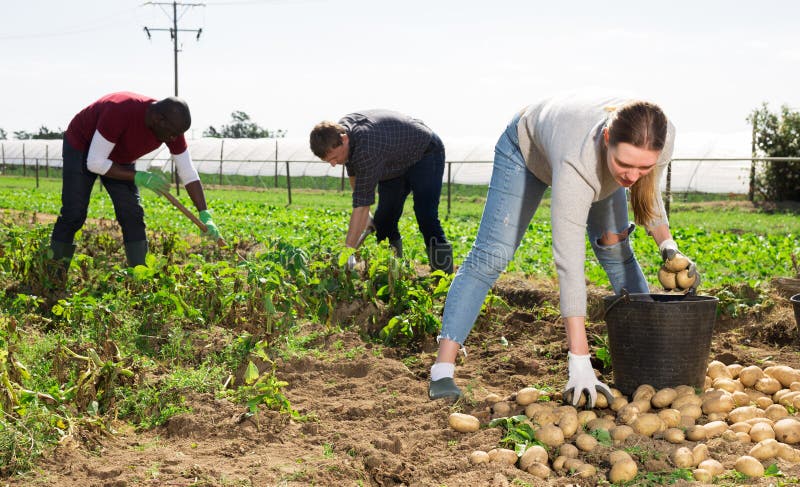 Farmer Team Picking Potatoes Stock Photo - Image of outdoors ...
