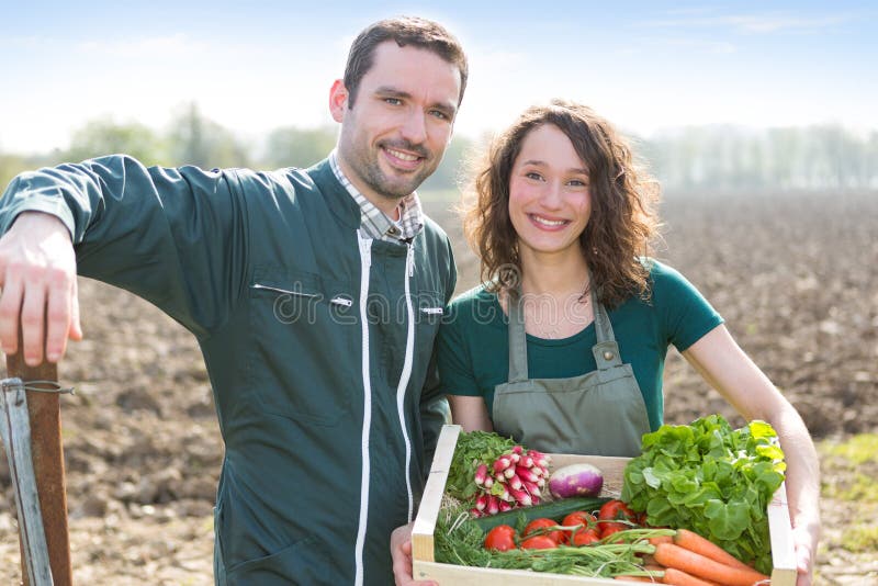 Farmer Team at Work in a Field Stock Photo - Image of vegetable ...