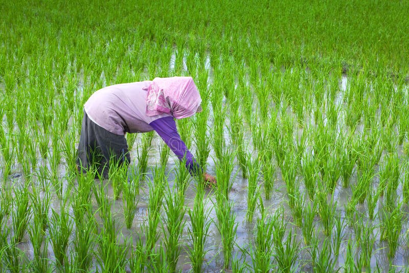Farmer Tending His Paddy Field, Indonesia Editorial Stock Photo - Image ...