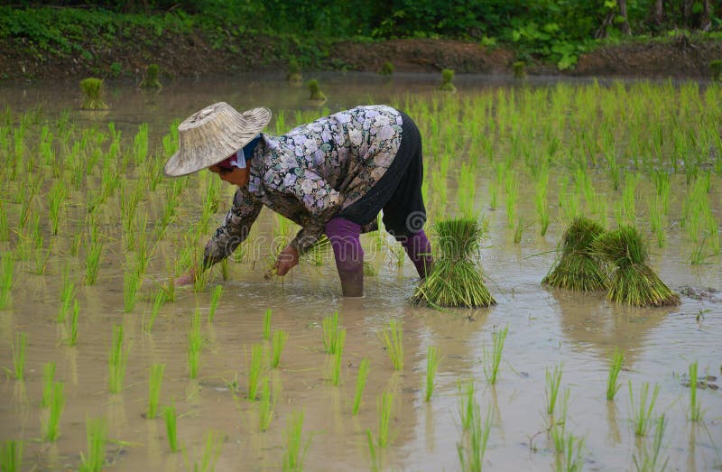 Farmer editorial photography. Image of growing, growth - 57607517