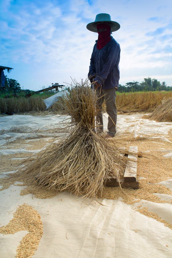 Farmer thresh rice stock photo. Image of cornfield, nature - 35633218
