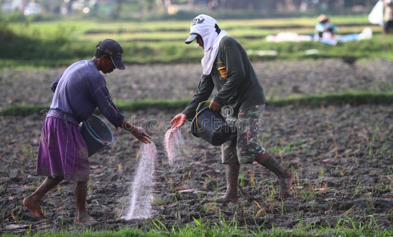 Farmer throwing fertilizer editorial stock photo. Image of plant - 32528418