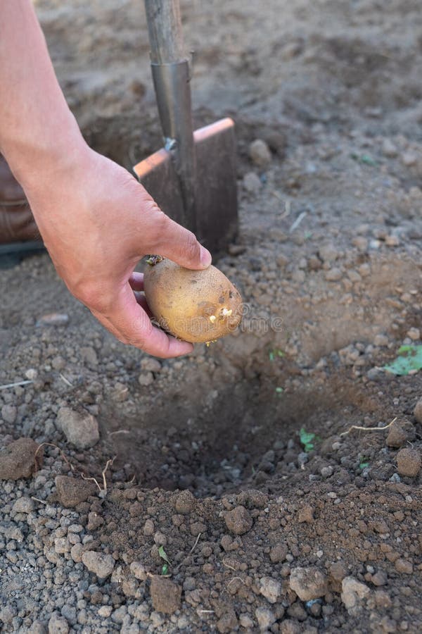 A Farmer Throws a Potato Tuber into a Pit Stock Photo - Image of seed ...