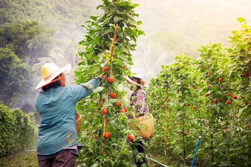 Tomato farmer editorial photography. Image of vegetables - 35506397
