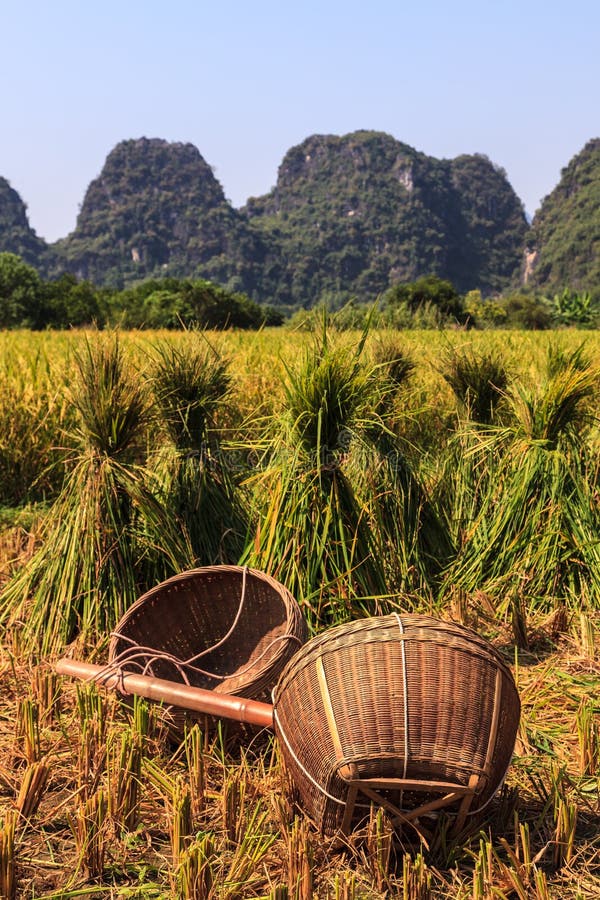 Farmer Tools on a Grain Field Stock Image - Image of rocks, corn: 29523587