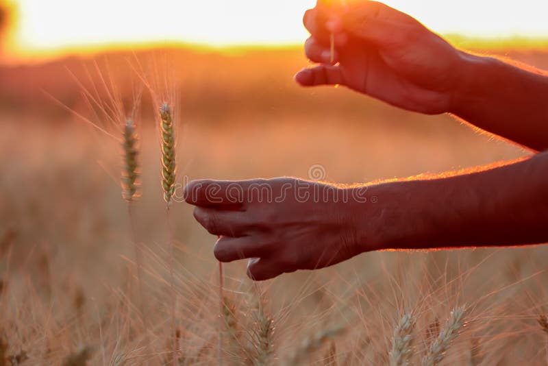 Farmer Touch Wheat Field and Check Out,Wheat Ears in the Hand.Harvest ...