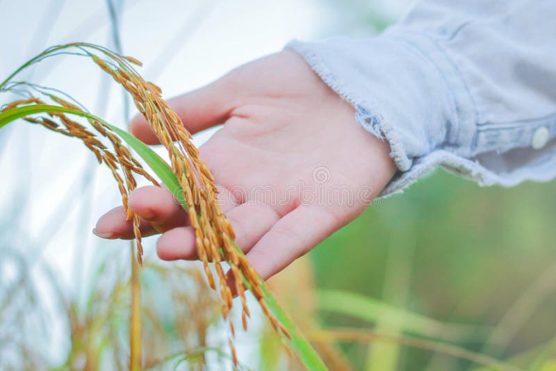 Farmer Touching Her Crop with Hand in a Wheat Field. Stock Image ...