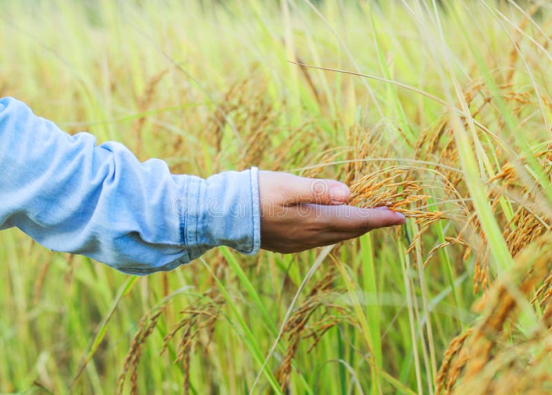 Farmer Touching Her Crop with Hand in a Wheat Field. Stock Image ...