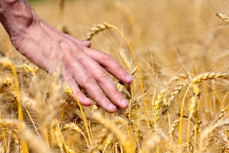 Farmer touching wheat ears stock photo. Image of examining - 20350444