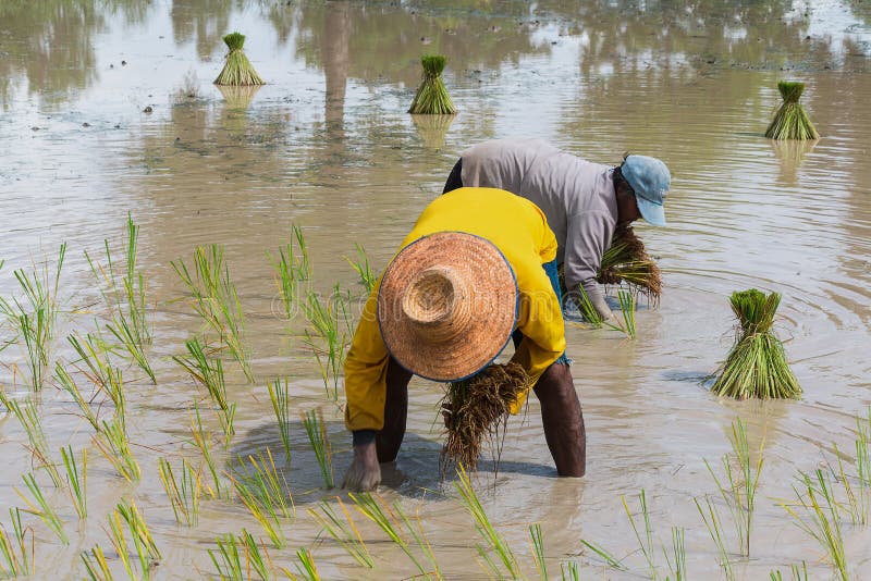1,205 Paddy Transplant Photos - Free & Royalty-Free Stock Photos from ...