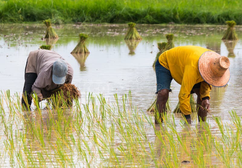 Farmer transplant editorial photo. Image of grass, ridge - 78288776