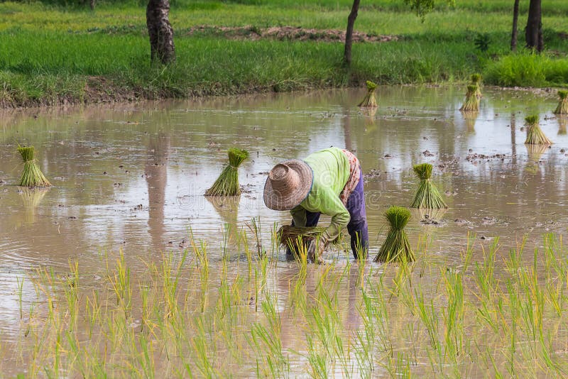 1,205 Paddy Transplant Photos - Free & Royalty-Free Stock Photos from ...