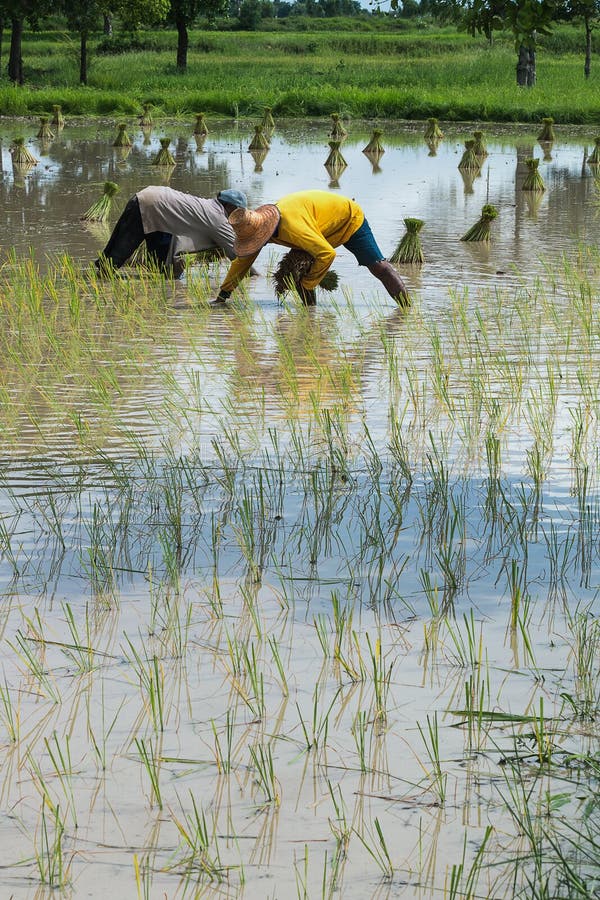 Farmer transplant stock photo. Image of field, countryside - 78290708