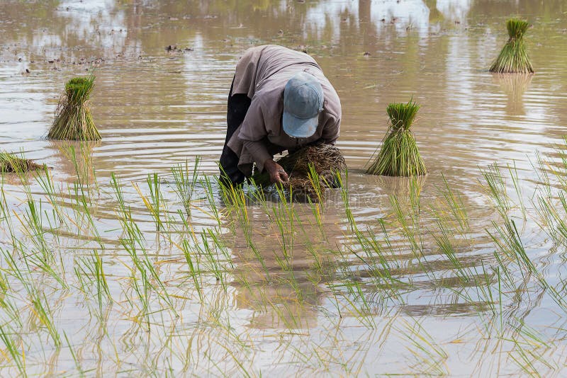 1,205 Paddy Transplant Photos - Free & Royalty-Free Stock Photos from ...