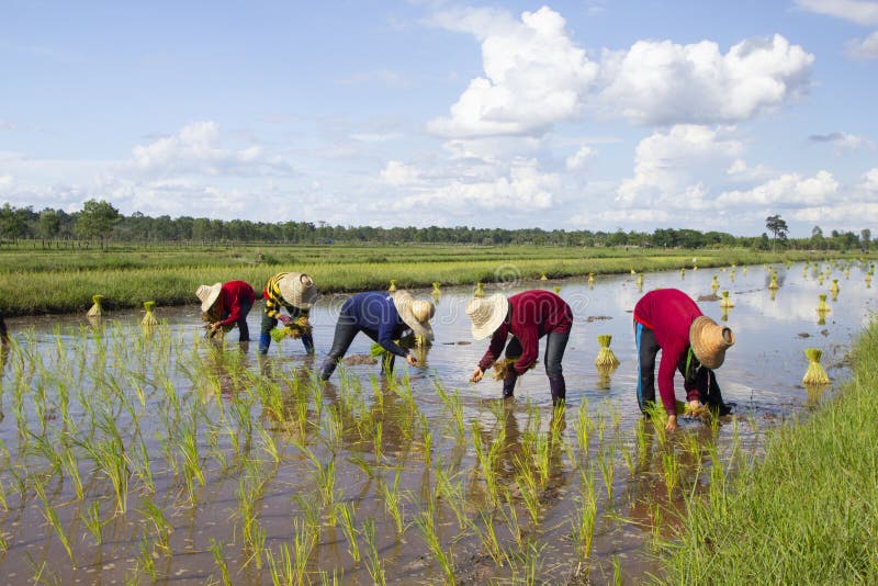 Farmer Transplant Rice Seedlings Stock Photo - Image of cultivate ...