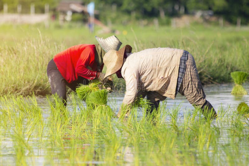 Farmer Transplant Rice Seedlings Stock Image - Image of farm, grow ...