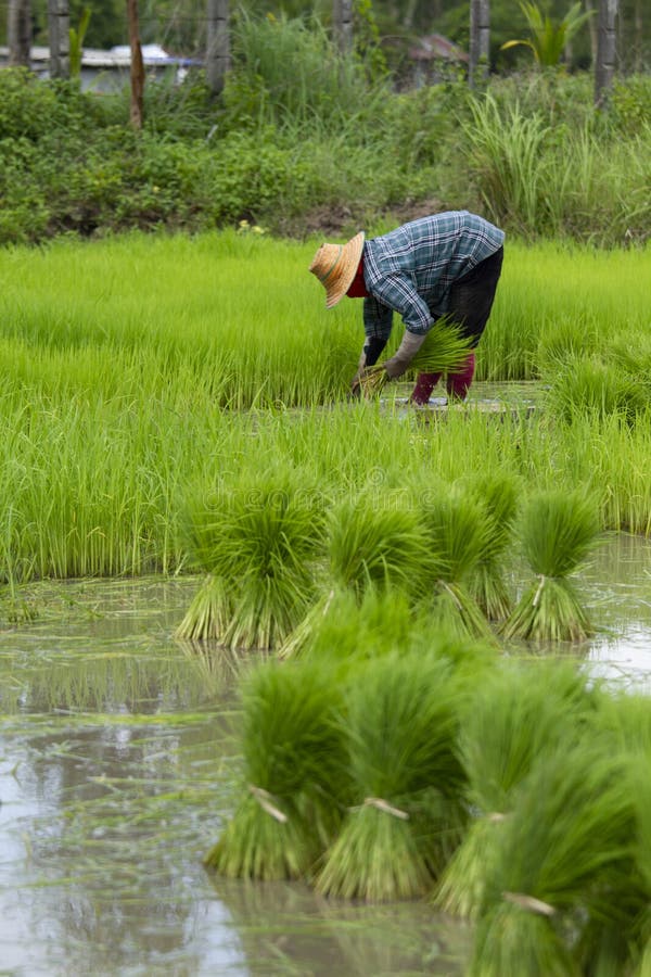 Farmer Transplant Rice Seedlings Stock Image - Image of farming ...