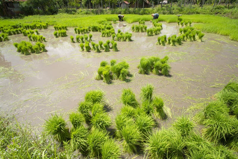 Farmer Transplant Rice Seedlings Stock Photo - Image of grain, culture ...