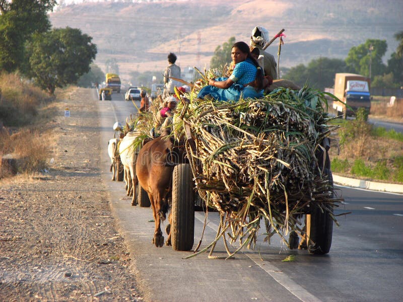 Chinese Farmer Works in a Rice Field Editorial Image - Image of load ...