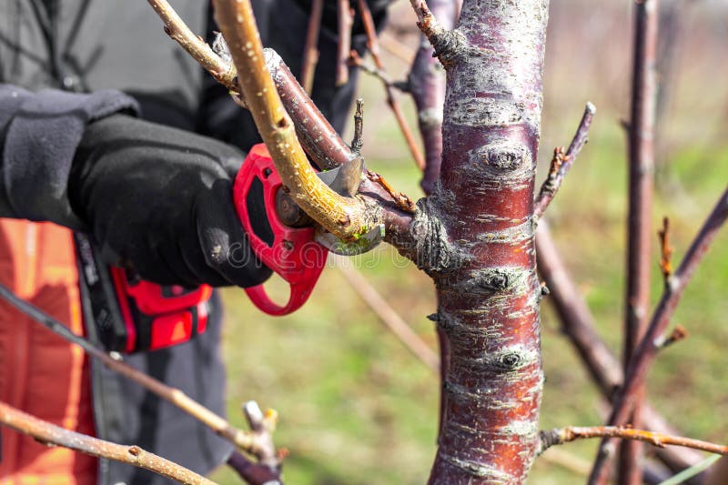 A Farmer Trims the Branches of a Fruit Tree with Electric Pruning ...