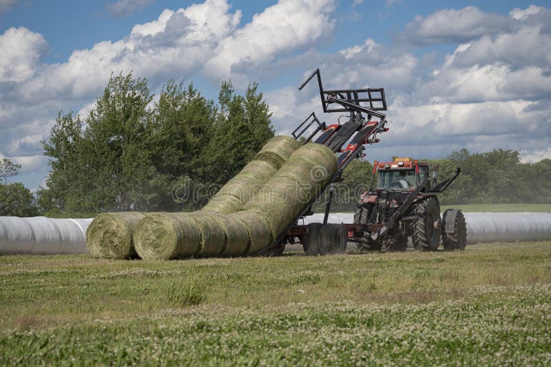 Farmer Unloading Round Bales of Hay from Loading Bale Trailer Stock ...