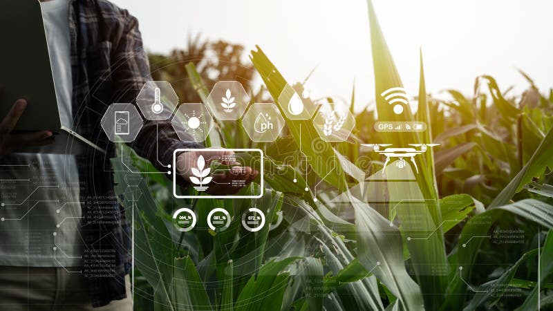 Farmer Uses Digital Tablet in Corn Field with Smart Farming Interface ...