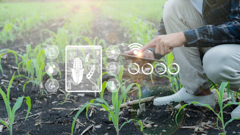 Farmer Uses Digital Tablet in Corn Field with Smart Farming Interface ...