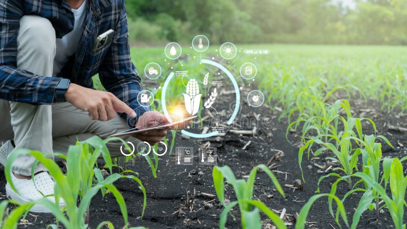 Farmer Uses Digital Tablet in Corn Field with Smart Farming Interface ...