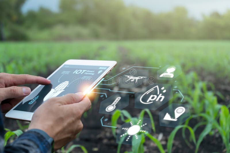 Farmer Uses Digital Tablet in Corn Field with Smart Farming Interface ...